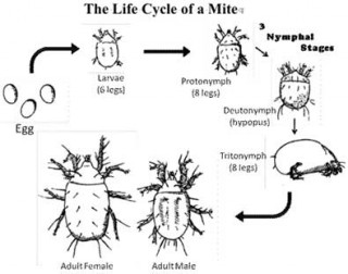 How To Get Rid Of Dust Mites: 10 Things You need to Know