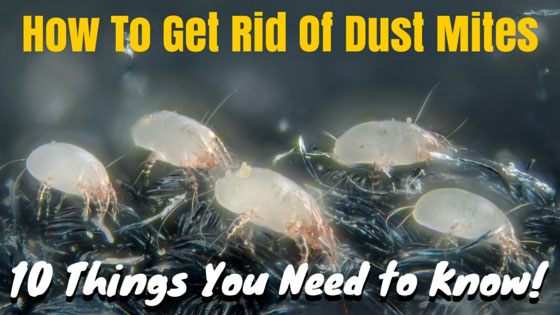Get-Rid-of-Dust-Mites - Colonial carpet care